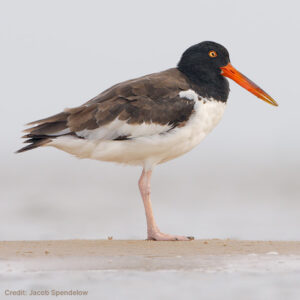 Food Habits – American Oystercatcher Working Group